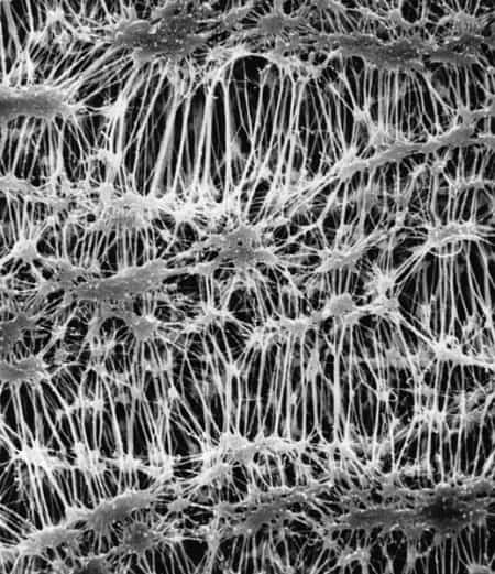 PTFE Membrane Microscopic – Baghouse.com